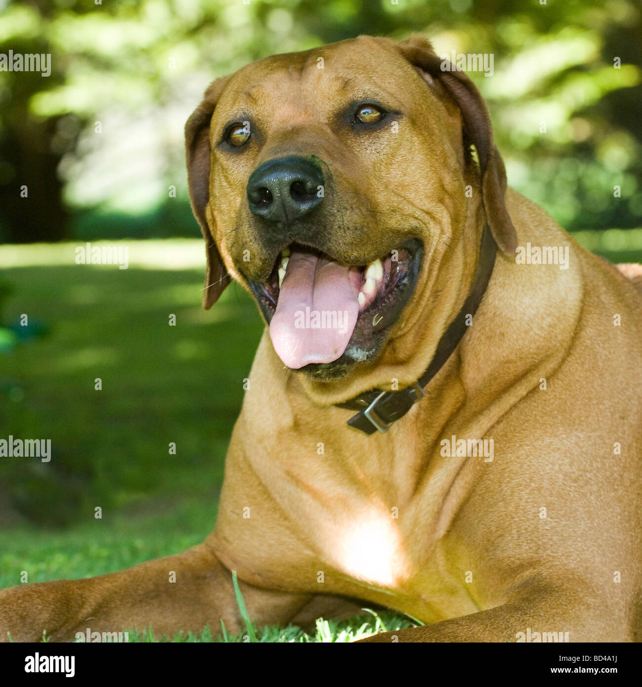 Rhodesian ridgeback face hi-res stock photography and images - Alamy