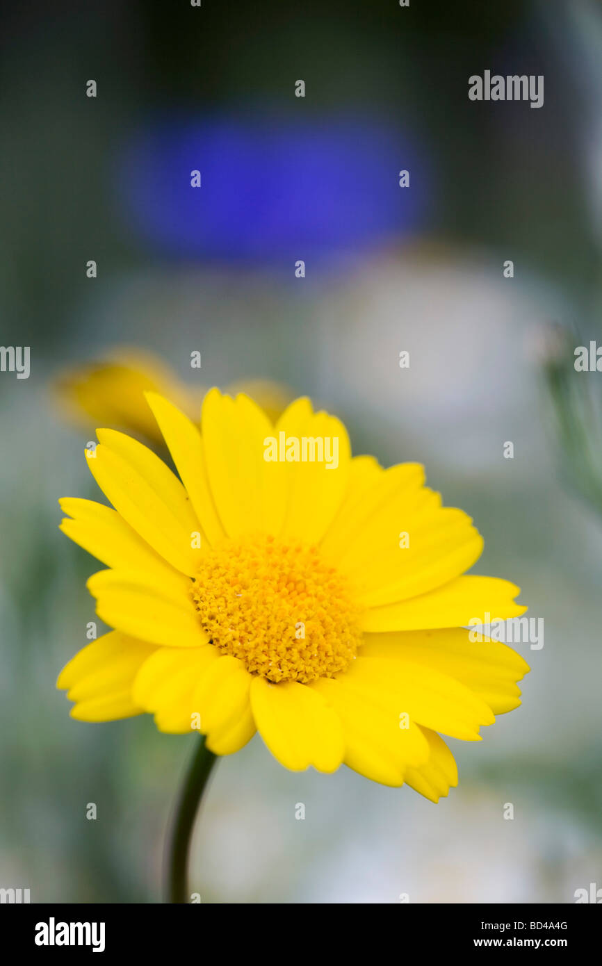 corn marigold Chrysanthemum segetum in a field of arable weeds cornwall ...