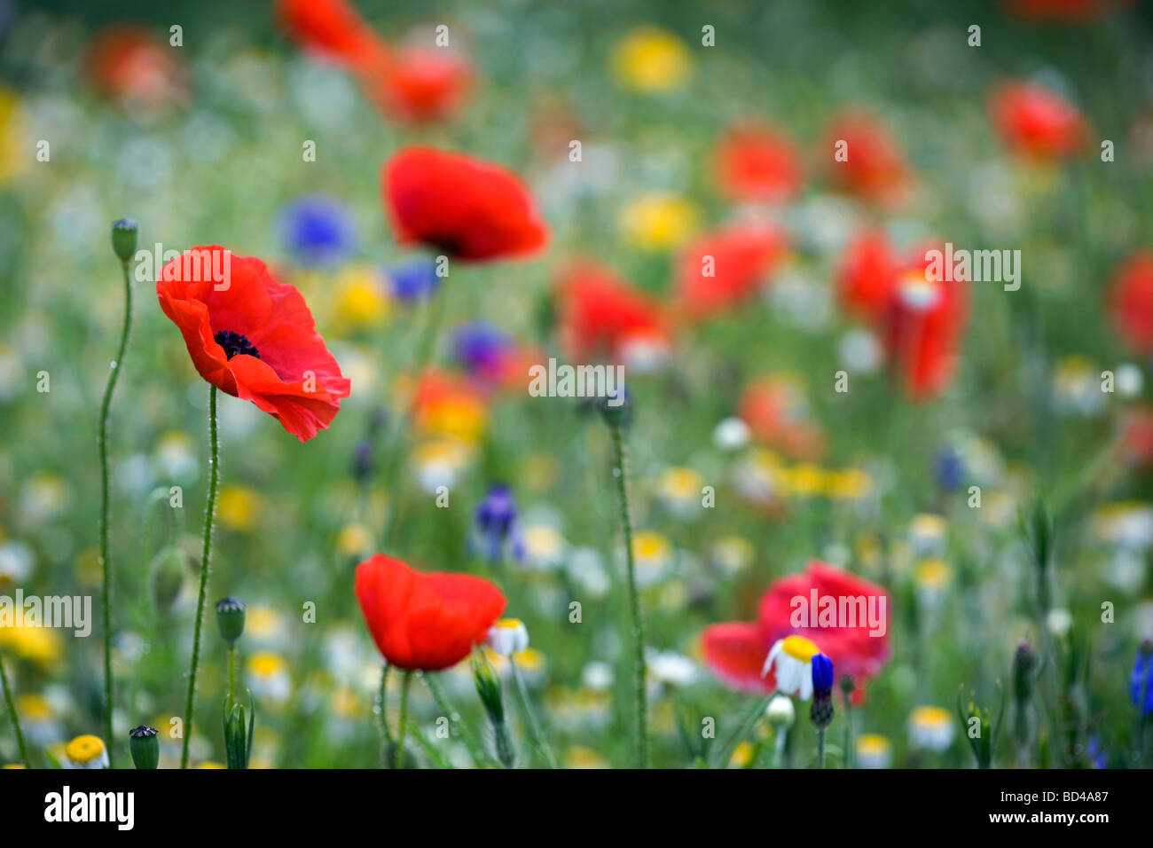 poppy Papaver rhoeas with corn marigold arable weed cornwall Stock ...
