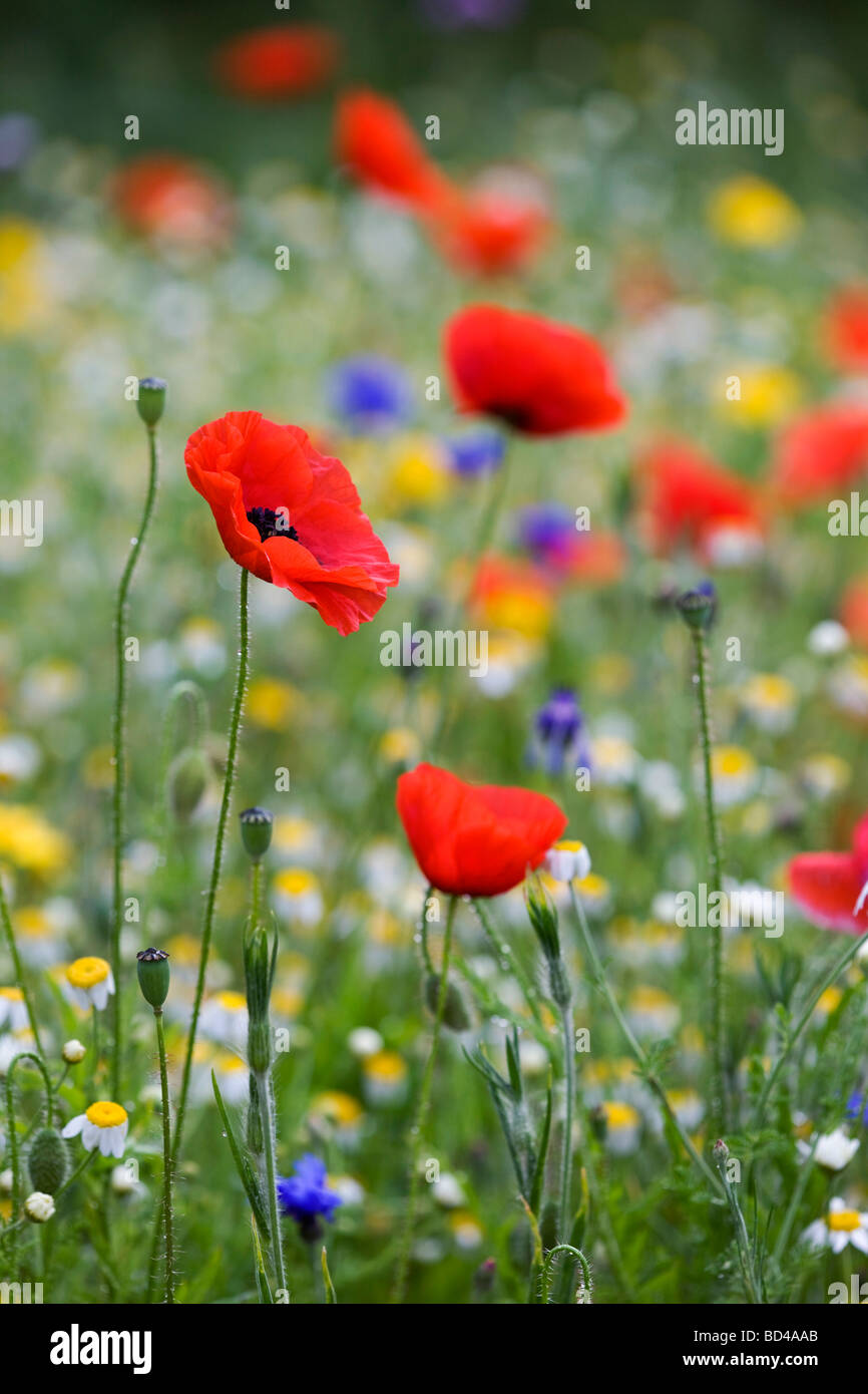 poppy Papaver rhoeas with corn marigold arable weeds cornwall Stock ...