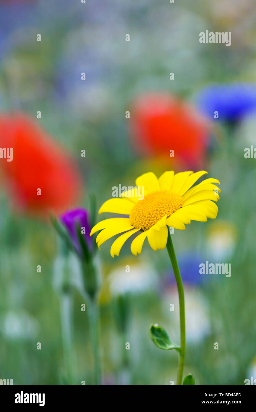 British arable weeds hi-res stock photography and images - Alamy