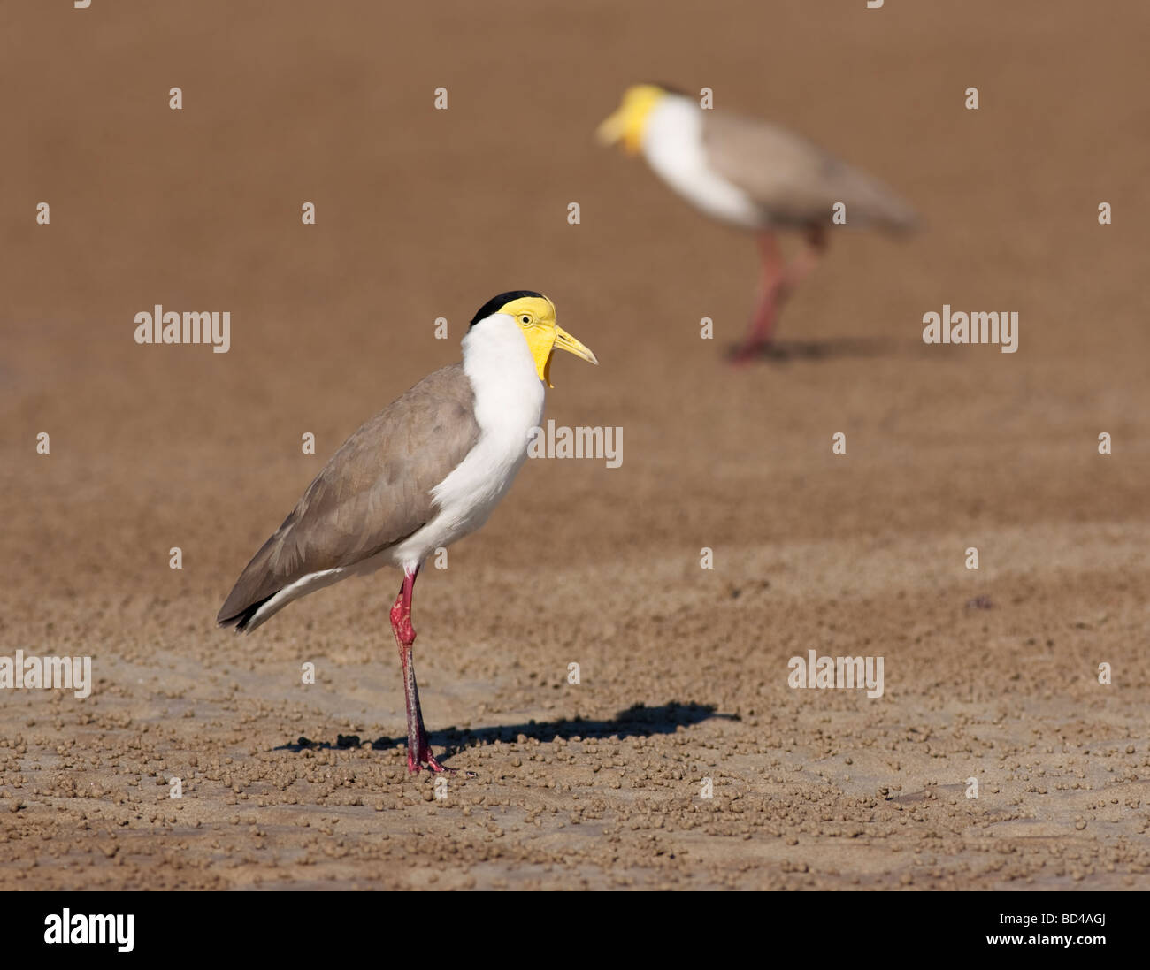 Masked lapwing darwin nt hi-res stock photography and images - Alamy