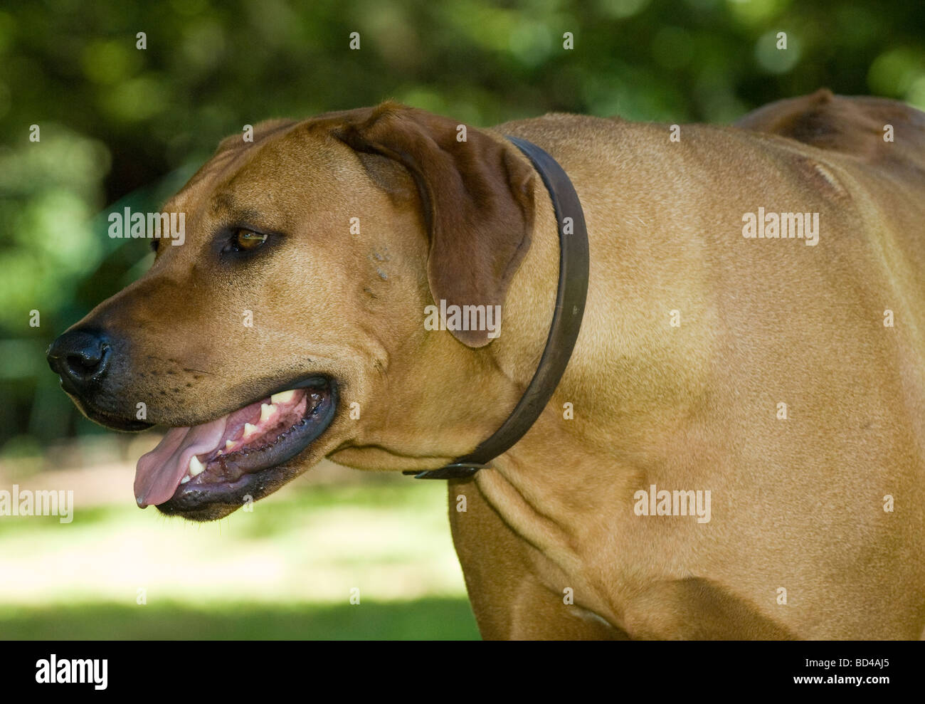 Rhodesian ridgeback face hi-res stock photography and images - Alamy