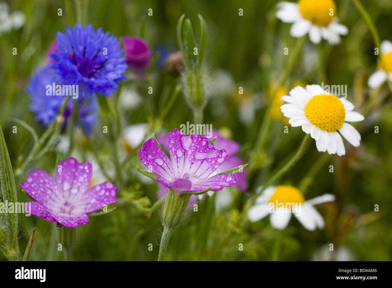 corn cockle Agrostemma githago with scented mayweed and corn flower ...