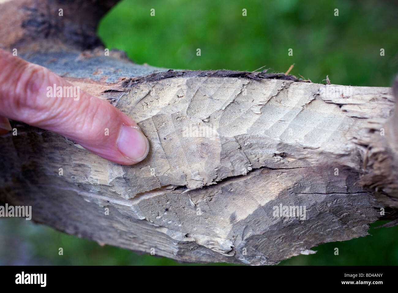 wood gnawed by a beaver Stock Photo - Alamy