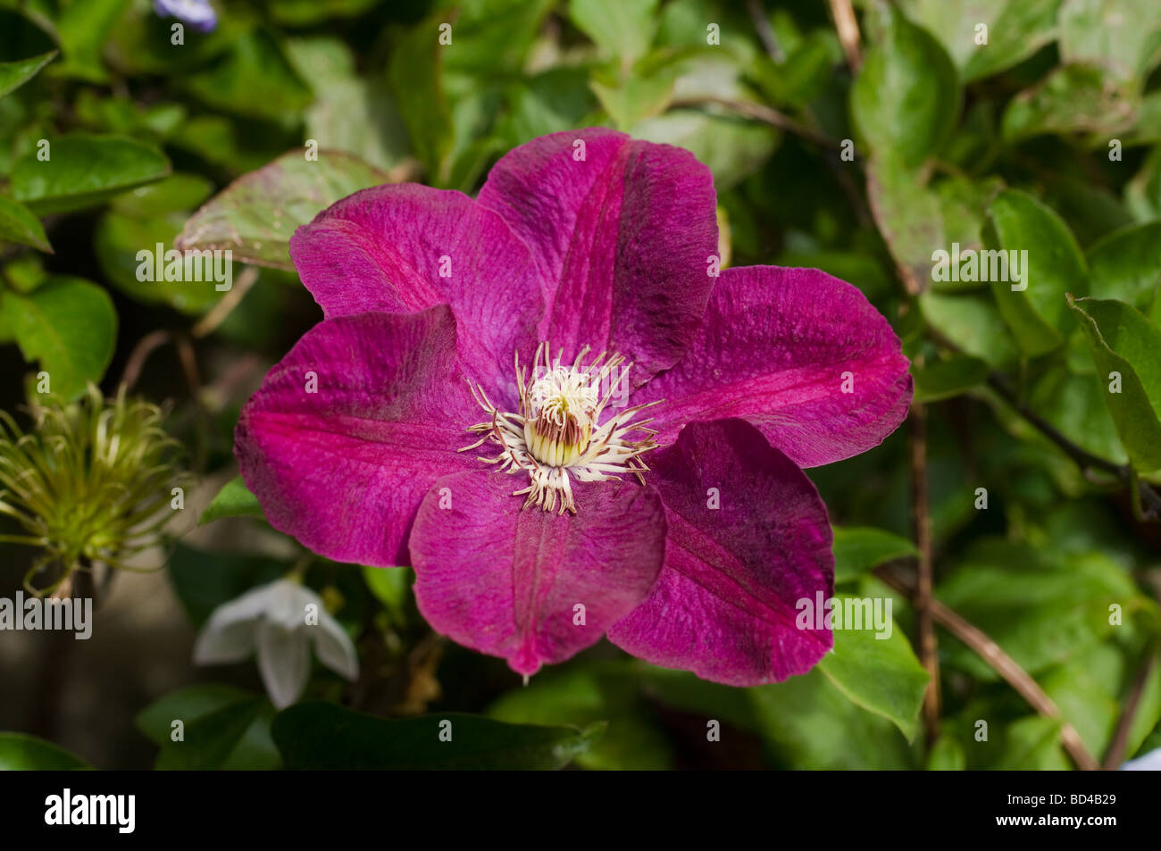 Violet Clematis flower Stock Photo - Alamy