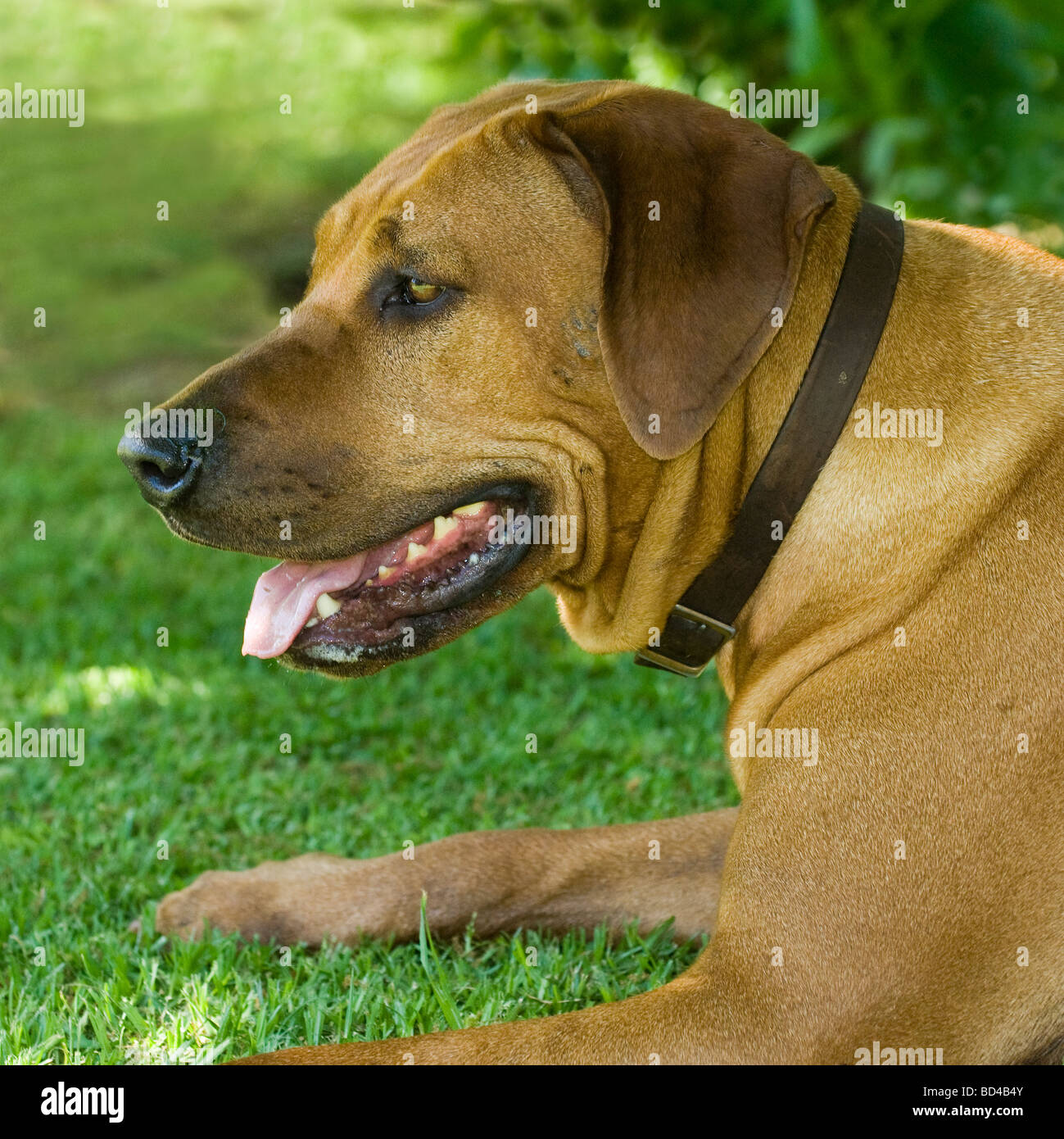 Rhodesian ridgeback face hi-res stock photography and images - Alamy