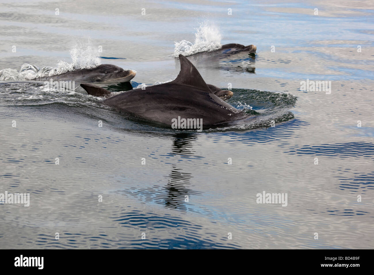 pod of bottlenose dolphins Tursiops truncatus Stock Photo - Alamy