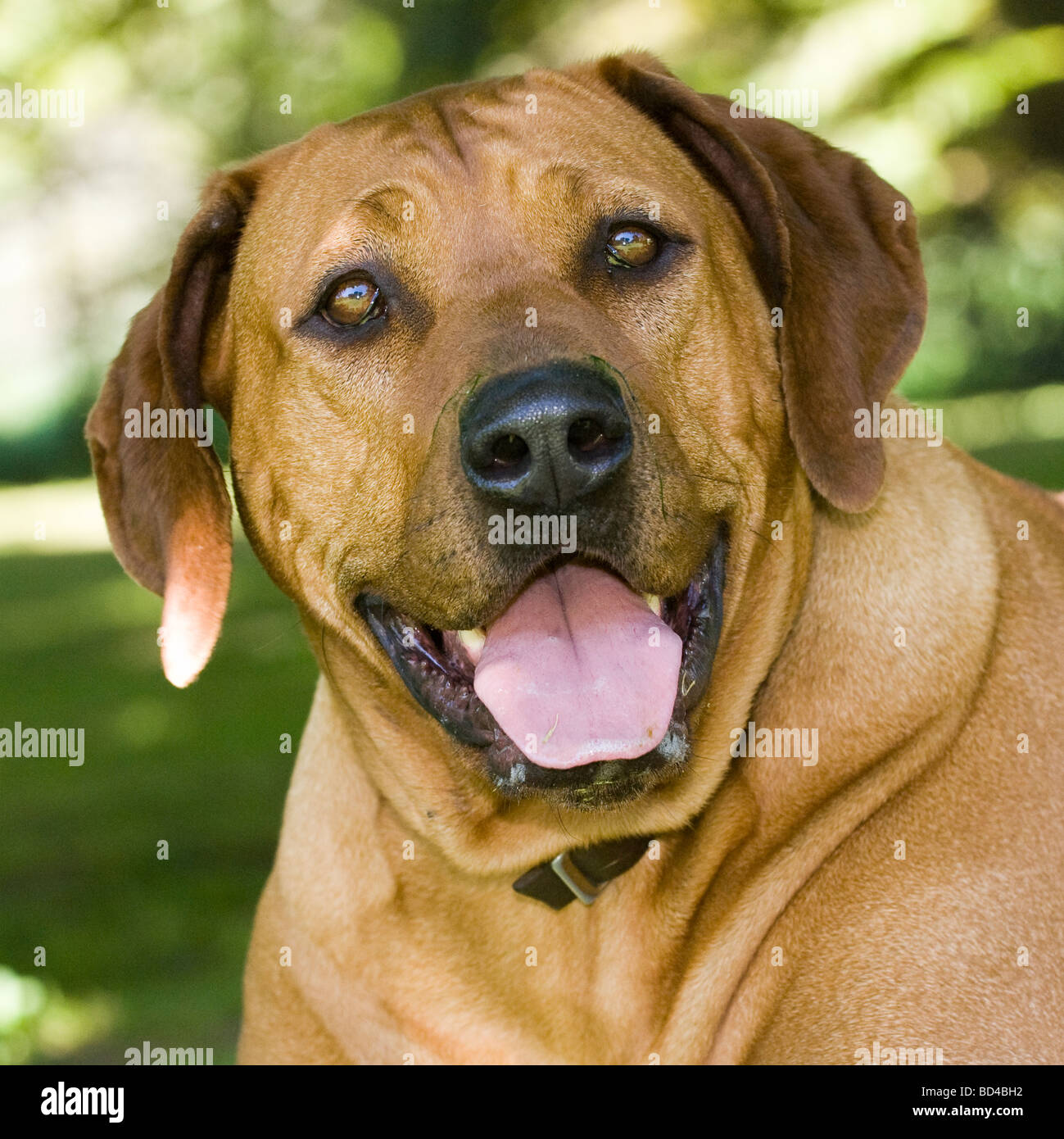 Close up rhodesian ridgeback dogs hi-res stock photography and images ...