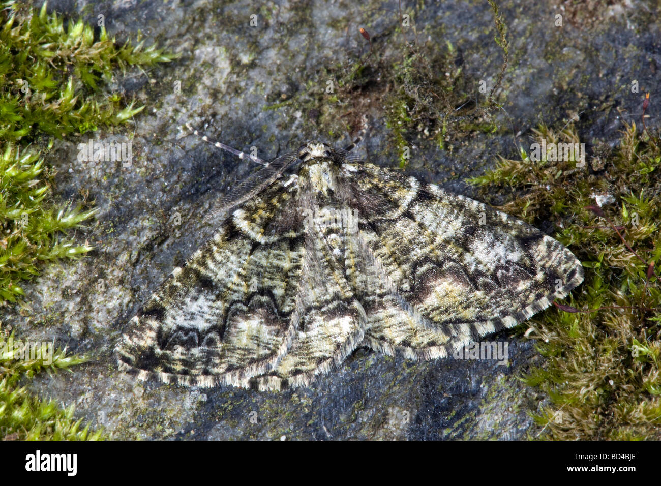 Lichenaria hi-res stock photography and images - Alamy