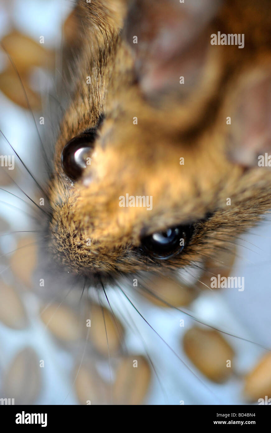 field mouse with wheat grains Stock Photo - Alamy