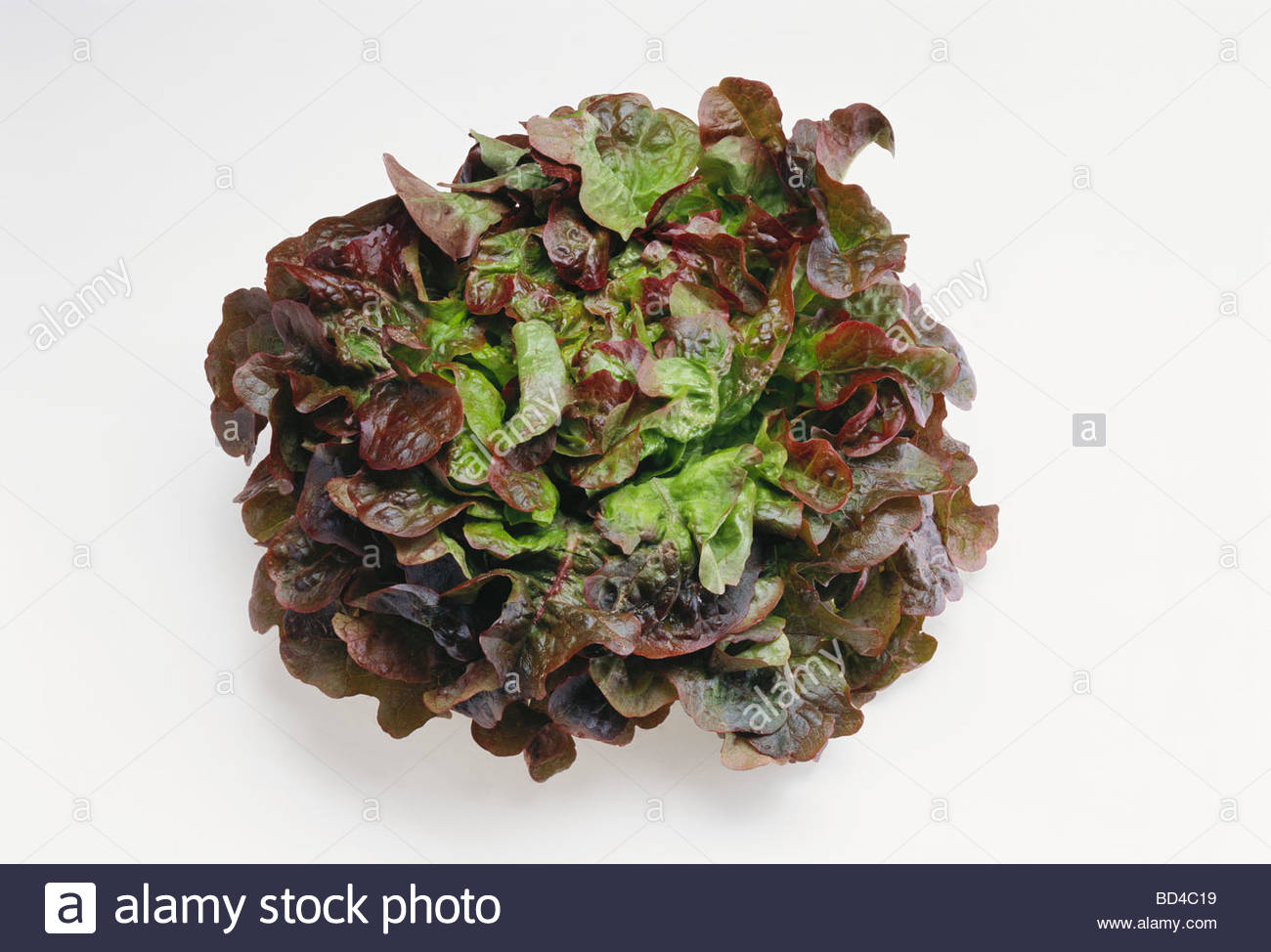 Oak Leaf Lettuce Stock Photos & Oak Leaf Lettuce Stock Images - Alamy
