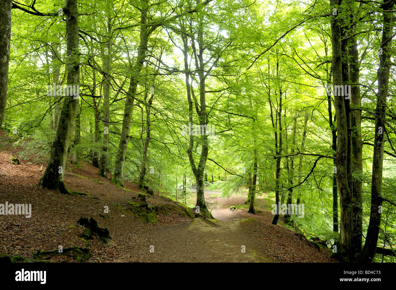 Peaceful woodland scene Stock Photo - Alamy