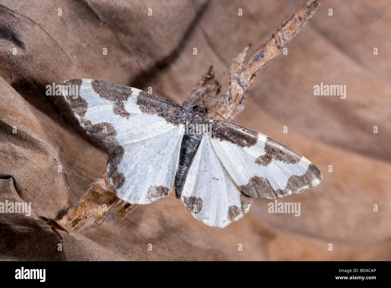 clouded border moth Lomaspilis marginata Stock Photo - Alamy