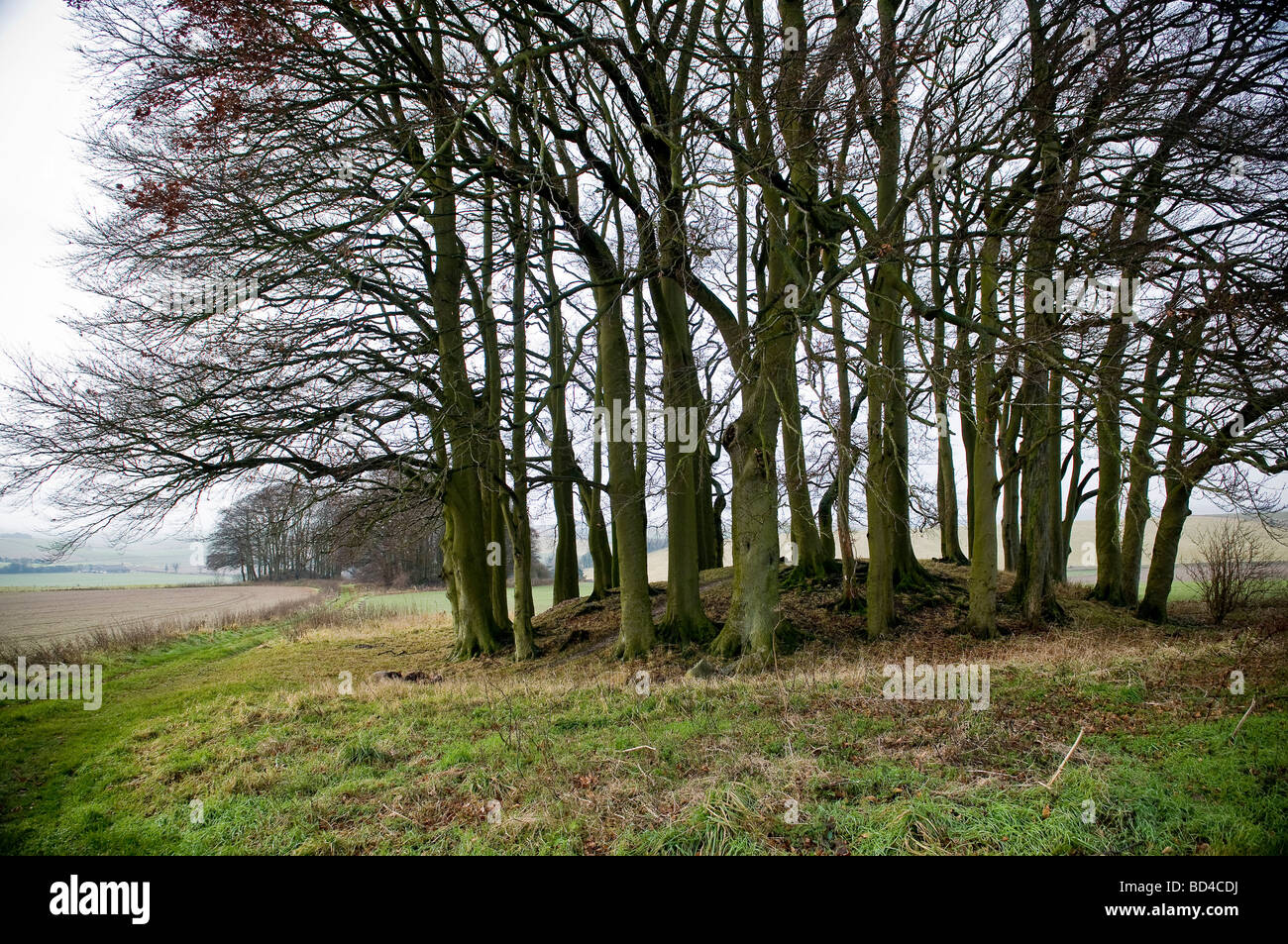Tree-covered Bronze Age Round Barrows on Overton Hill on The Ridgeway ...