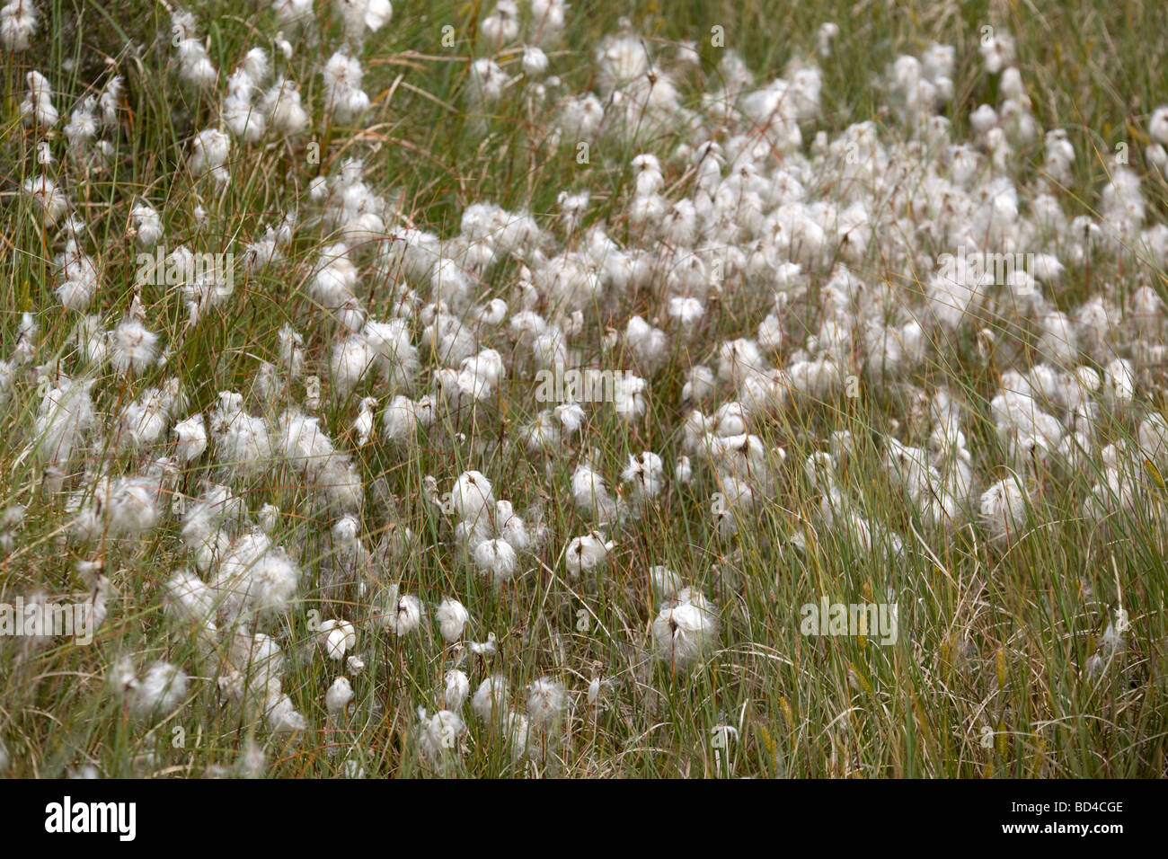 common cotton grass Eriophorum angustifolium Stock Photo - Alamy