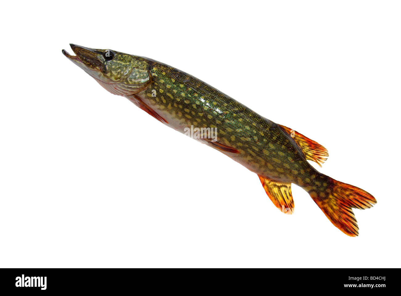 Pickerel fish hi-res stock photography and images - Alamy