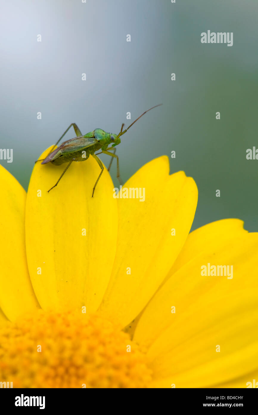 Capsid hi-res stock photography and images - Alamy