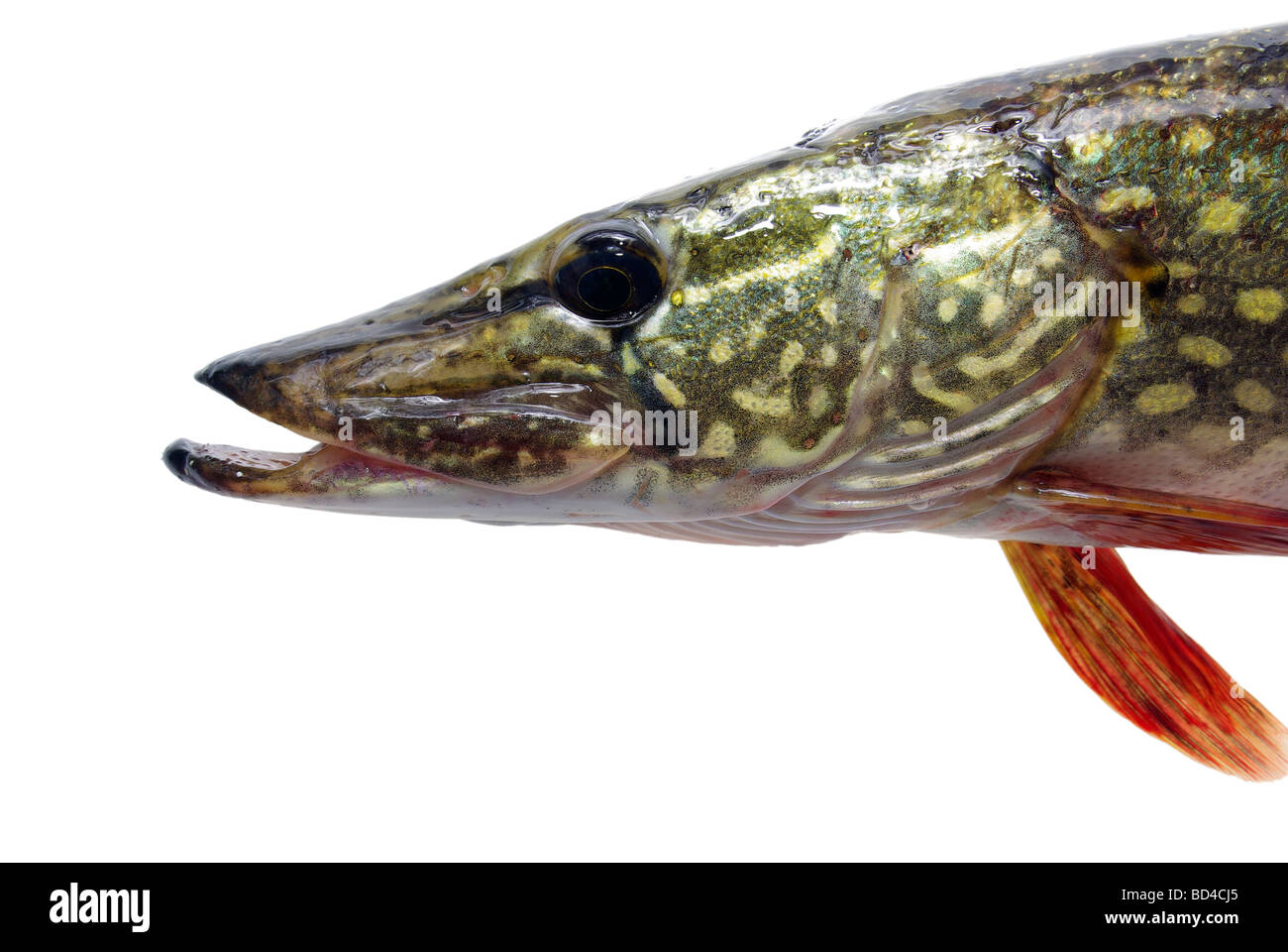 Pickerel fishing hi-res stock photography and images - Alamy
