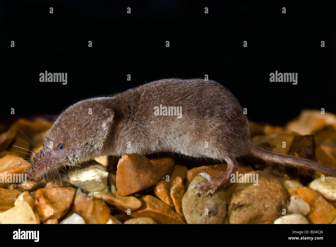 Shrew hi-res stock photography and images - Alamy