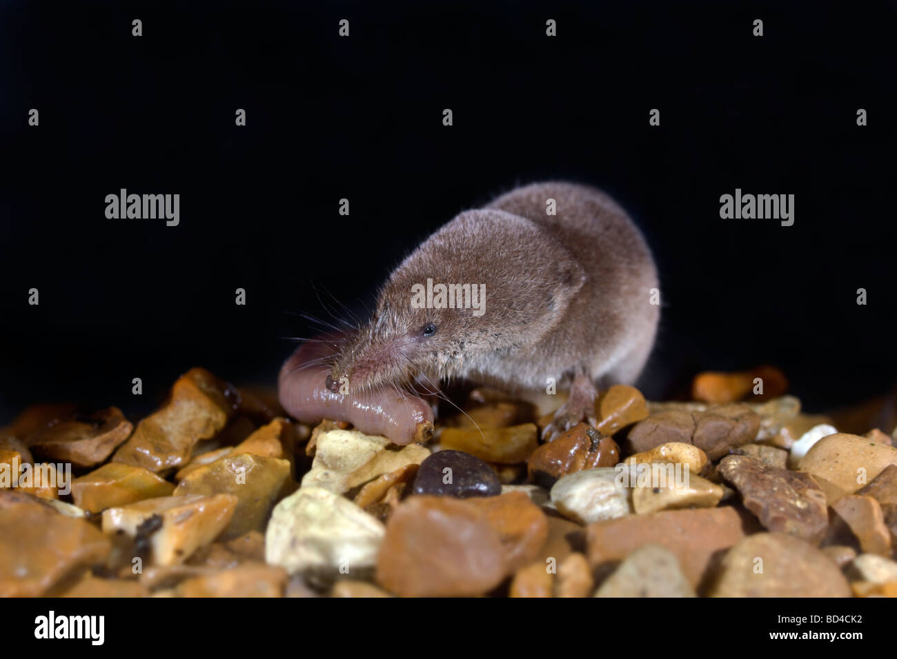 common shrew Sorex araneus eating an earthworm Stock Photo - Alamy