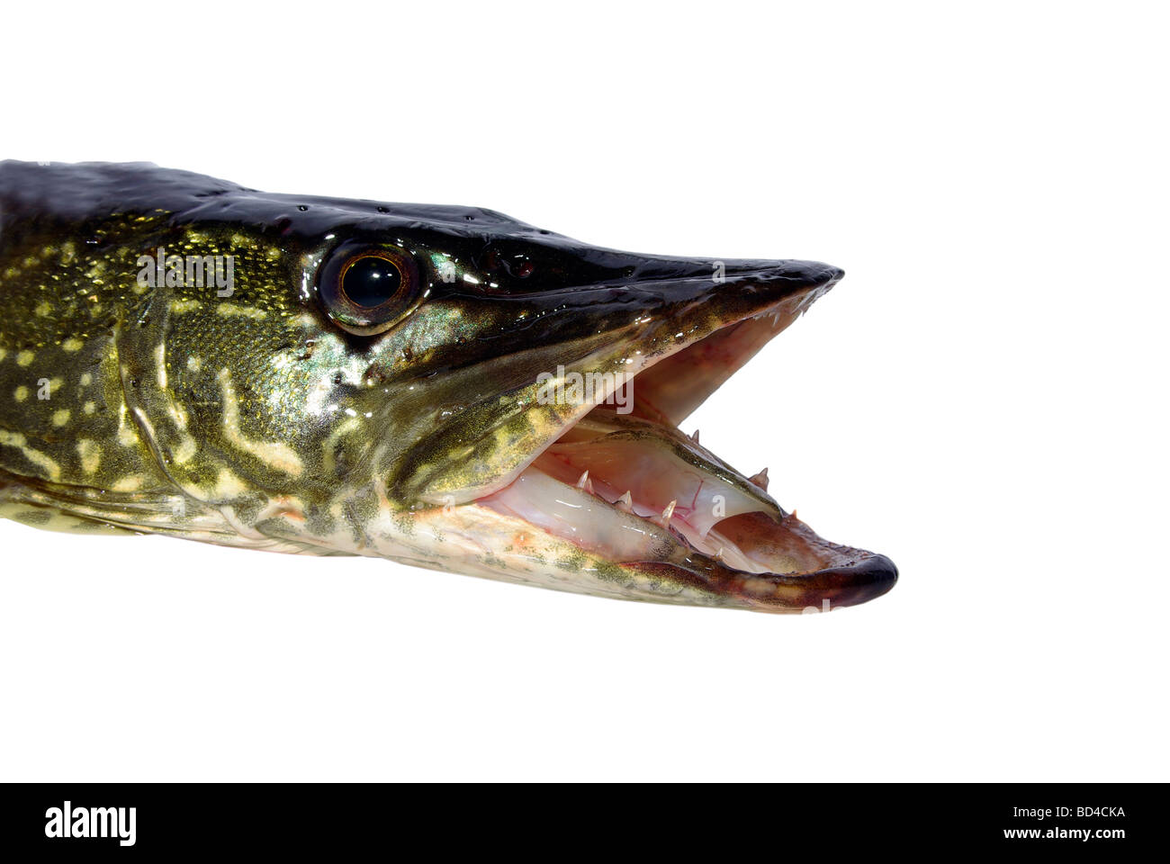 Pickerel Fish High Resolution Stock Photography and Images - Alamy
