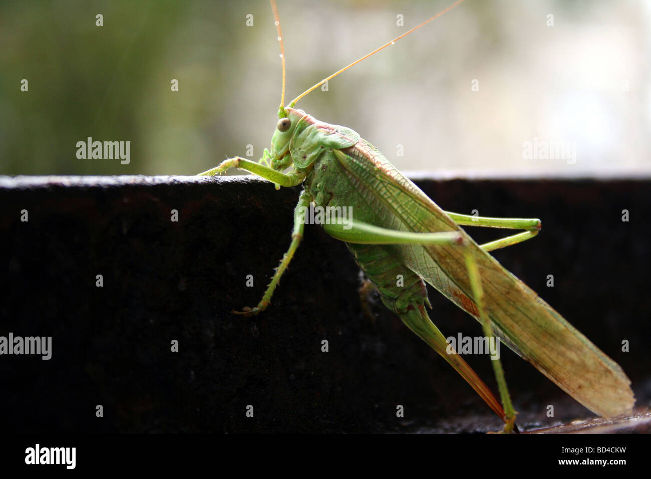 Grasshopper looking out the window Stock Photo - Alamy
