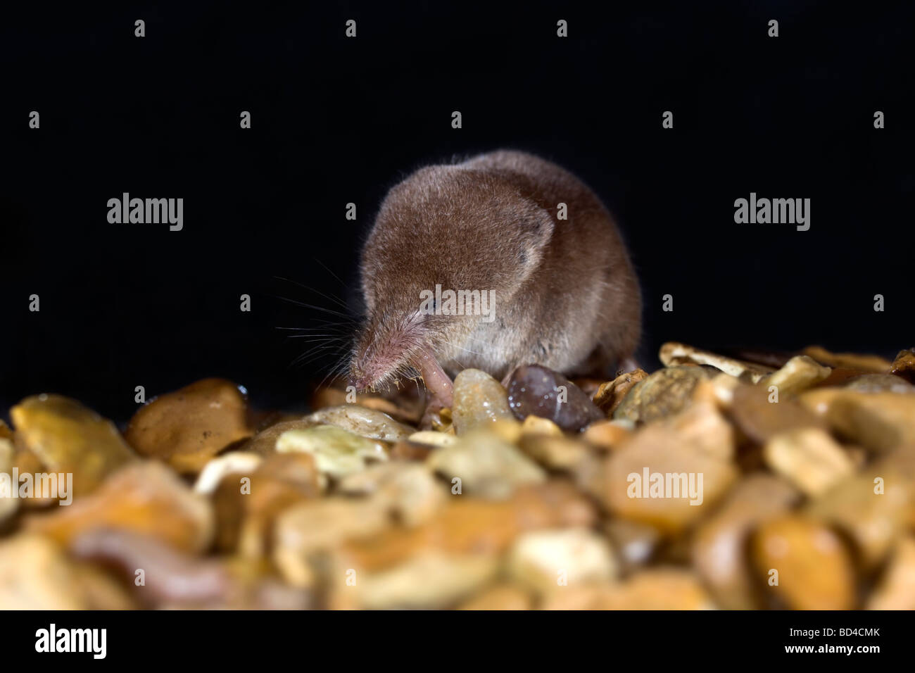 Shrew hi-res stock photography and images - Alamy