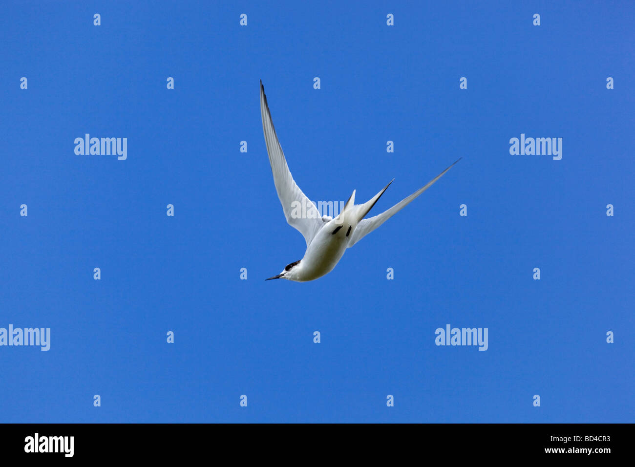 common tern Sterna hirundo flying Stock Photo - Alamy