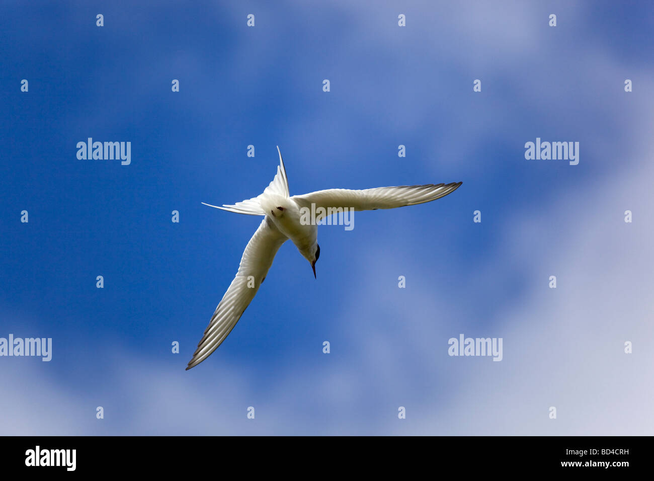 Common tern hi-res stock photography and images - Alamy