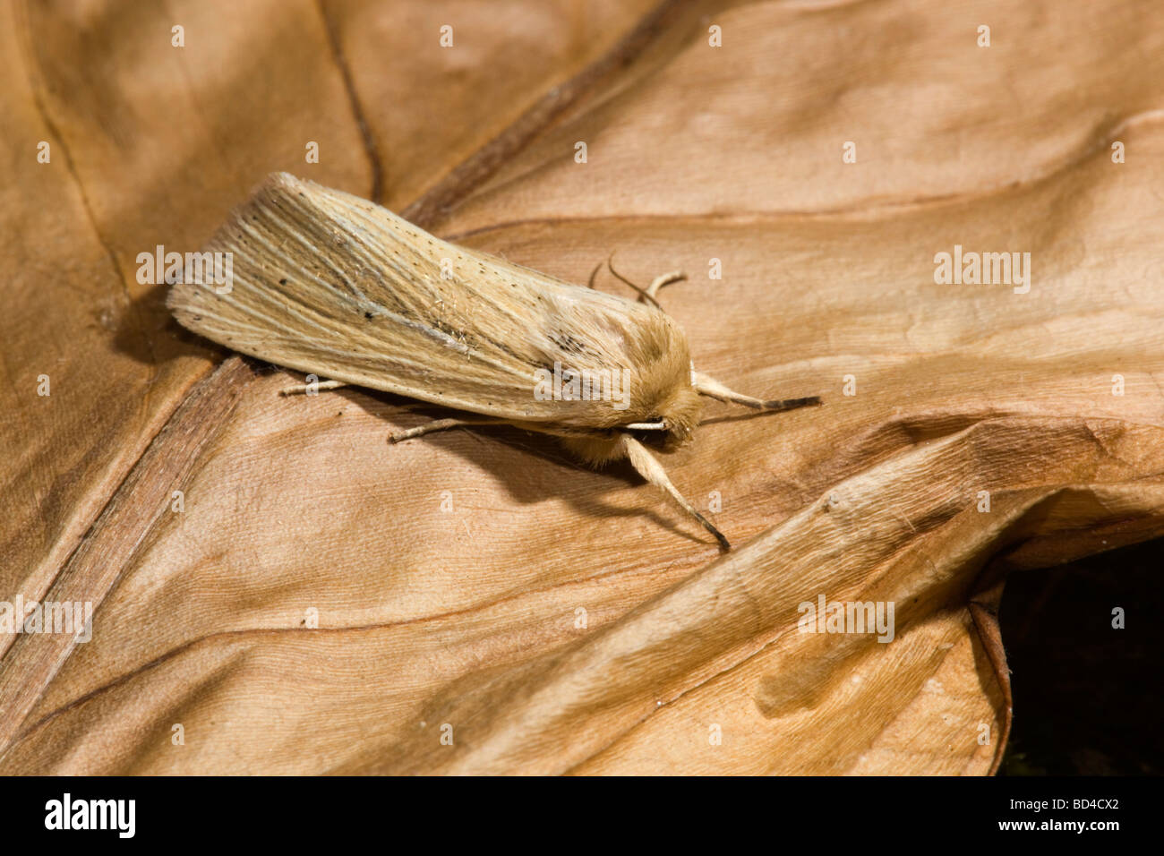 Common Wainscot Moth High Resolution Stock Photography and Images - Alamy