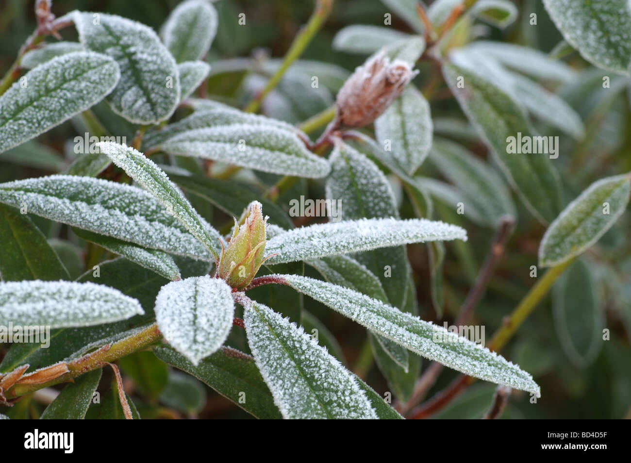 frost crystals on a rhododendron leaf cornwall winter Stock Photo - Alamy