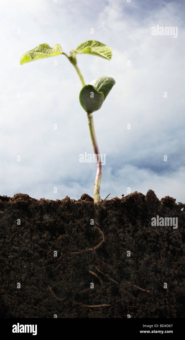 Underground Roots High Resolution Stock Photography and Images - Alamy