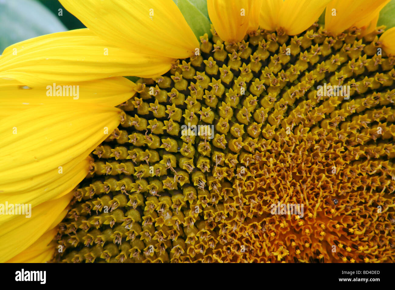 Ray florets summer hi-res stock photography and images - Alamy
