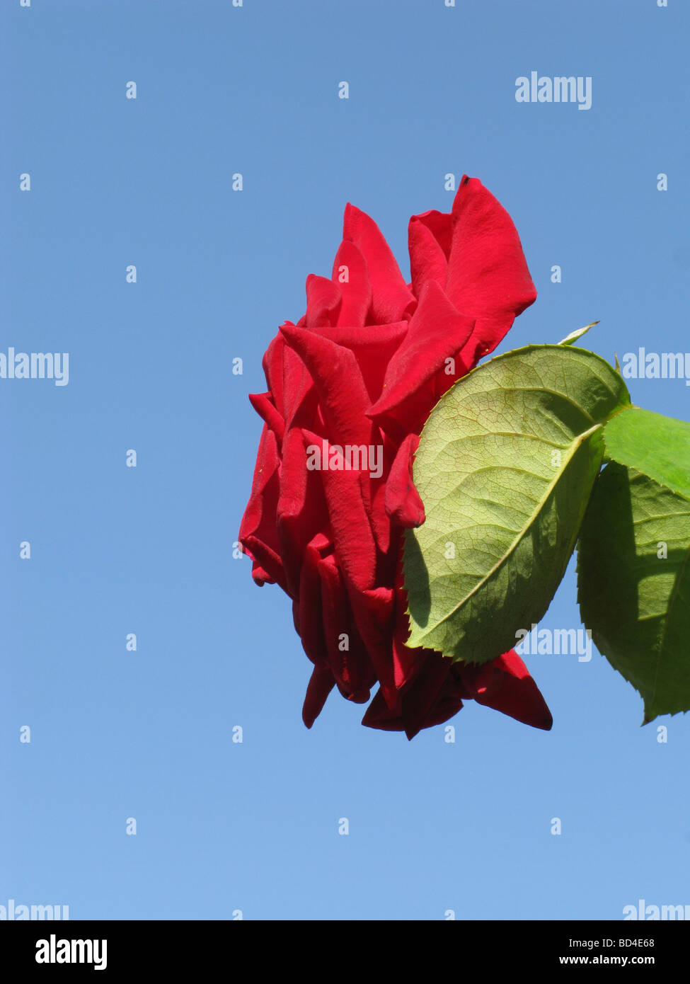 detail of red rose flower in garden Stock Photo - Alamy