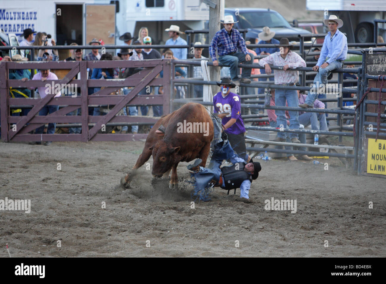 Bull dust hi-res stock photography and images - Alamy