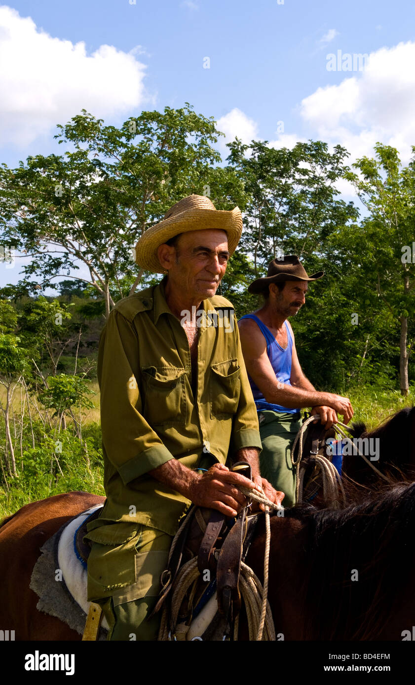 Older cowboys riding horses collecting cows in farmland country near ...