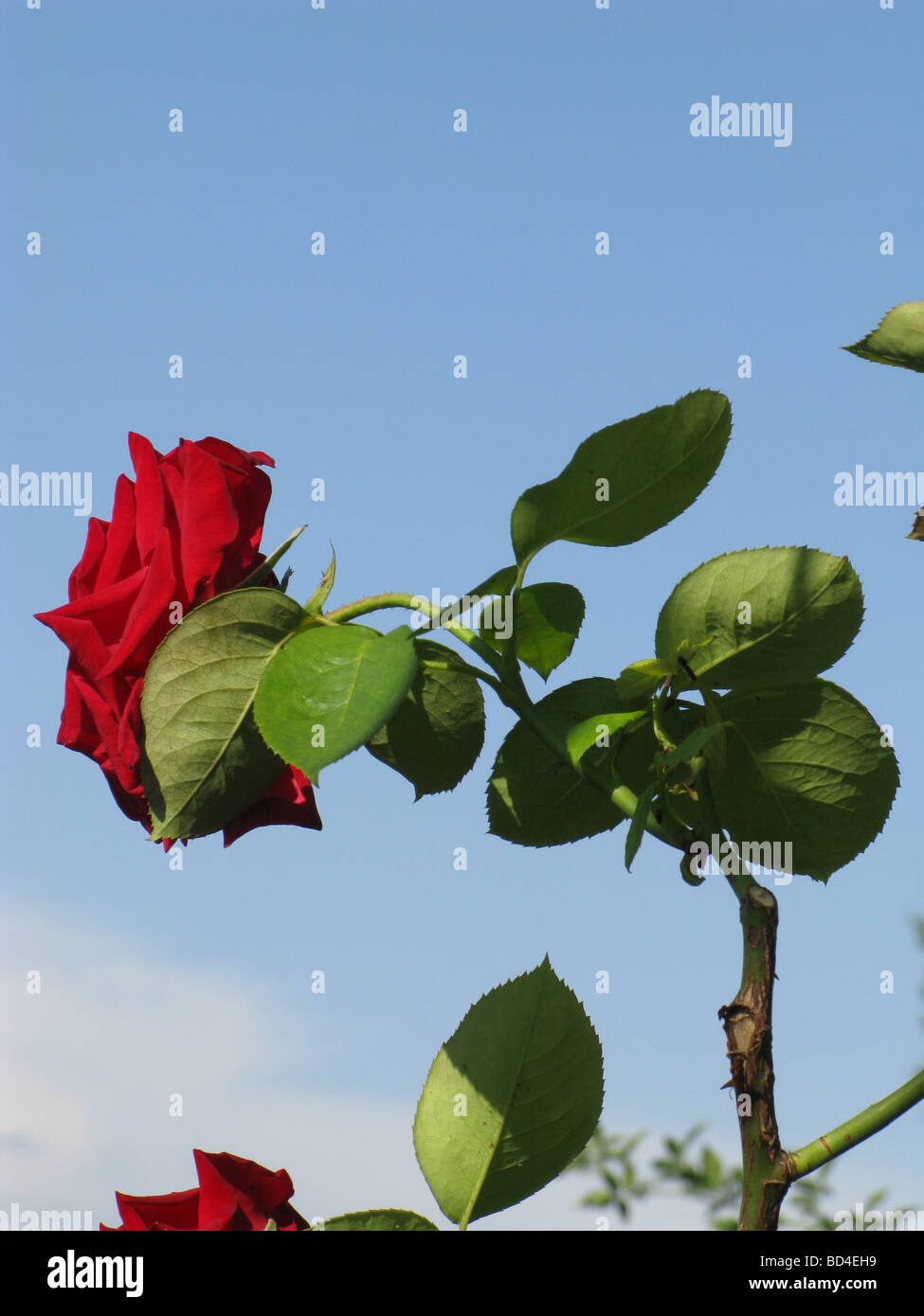 detail of red rose flower in garden Stock Photo - Alamy