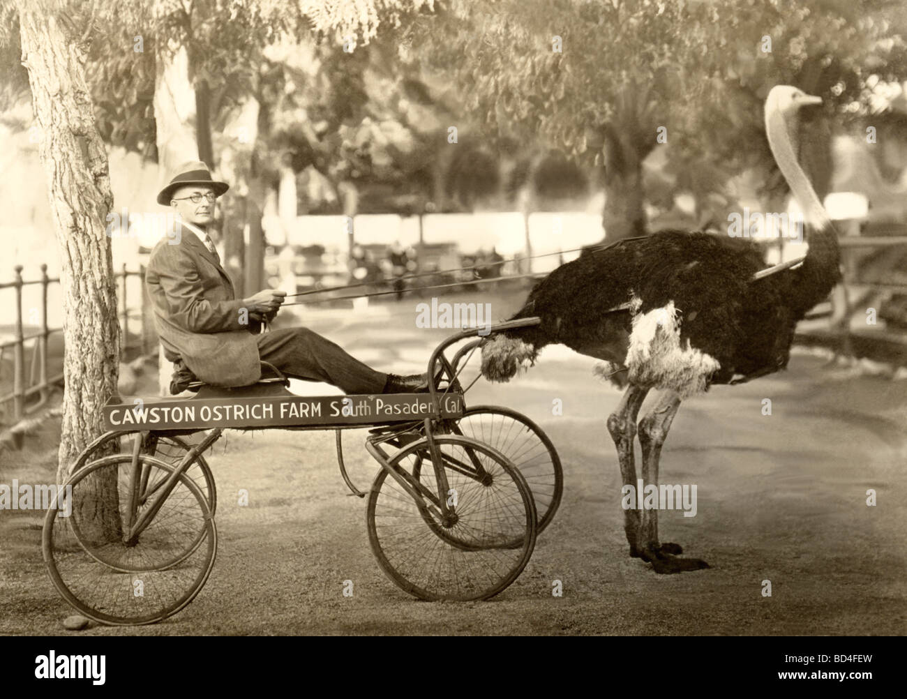 Older Man Driving Ostrich Cart Stock Photo - Alamy