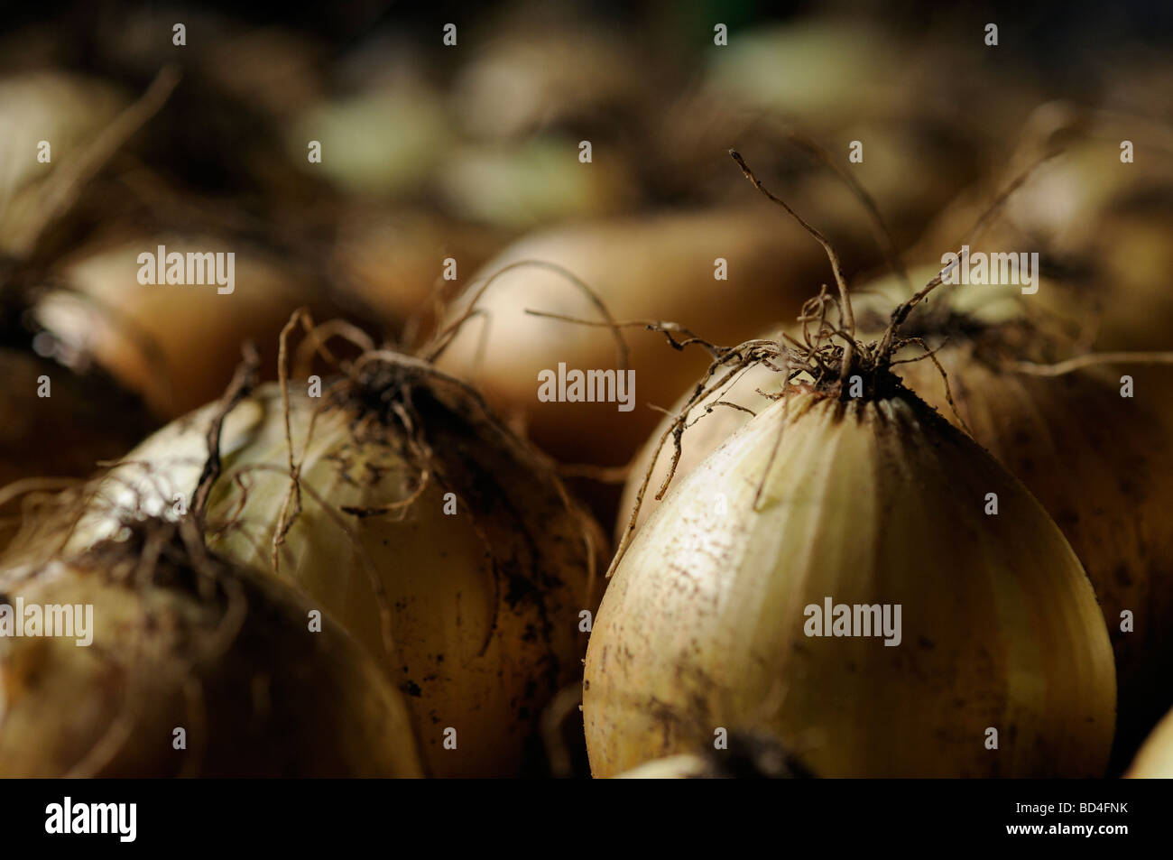 Onions drying on rack Stock Photo - Alamy