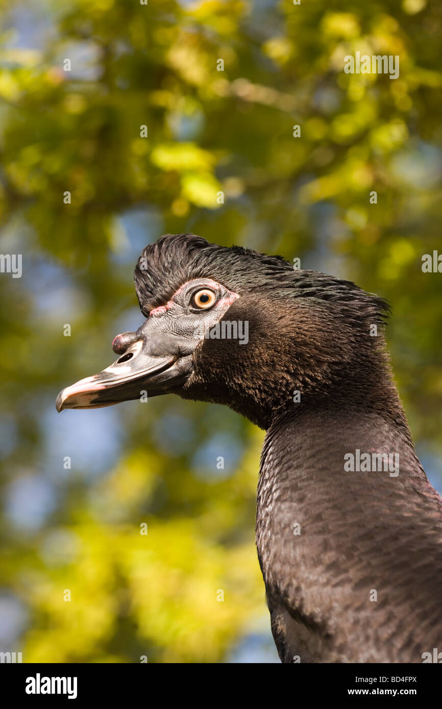 Domestic Drake Muscovy Duck Stock Photos & Domestic Drake Muscovy Duck ...