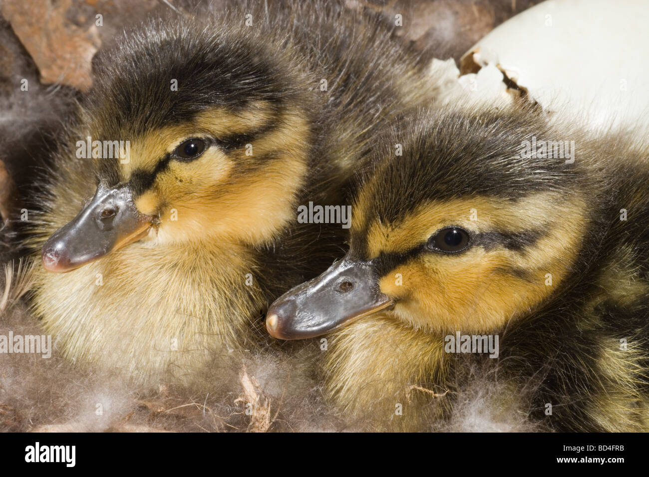 Mallard Ducklings (Anas platyrhynchos). Just hatched, hours old, clad ...