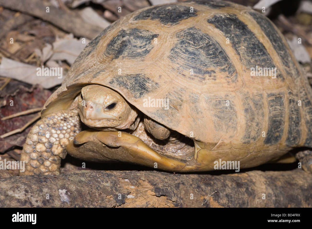 Intestudo hi-res stock photography and images - Alamy