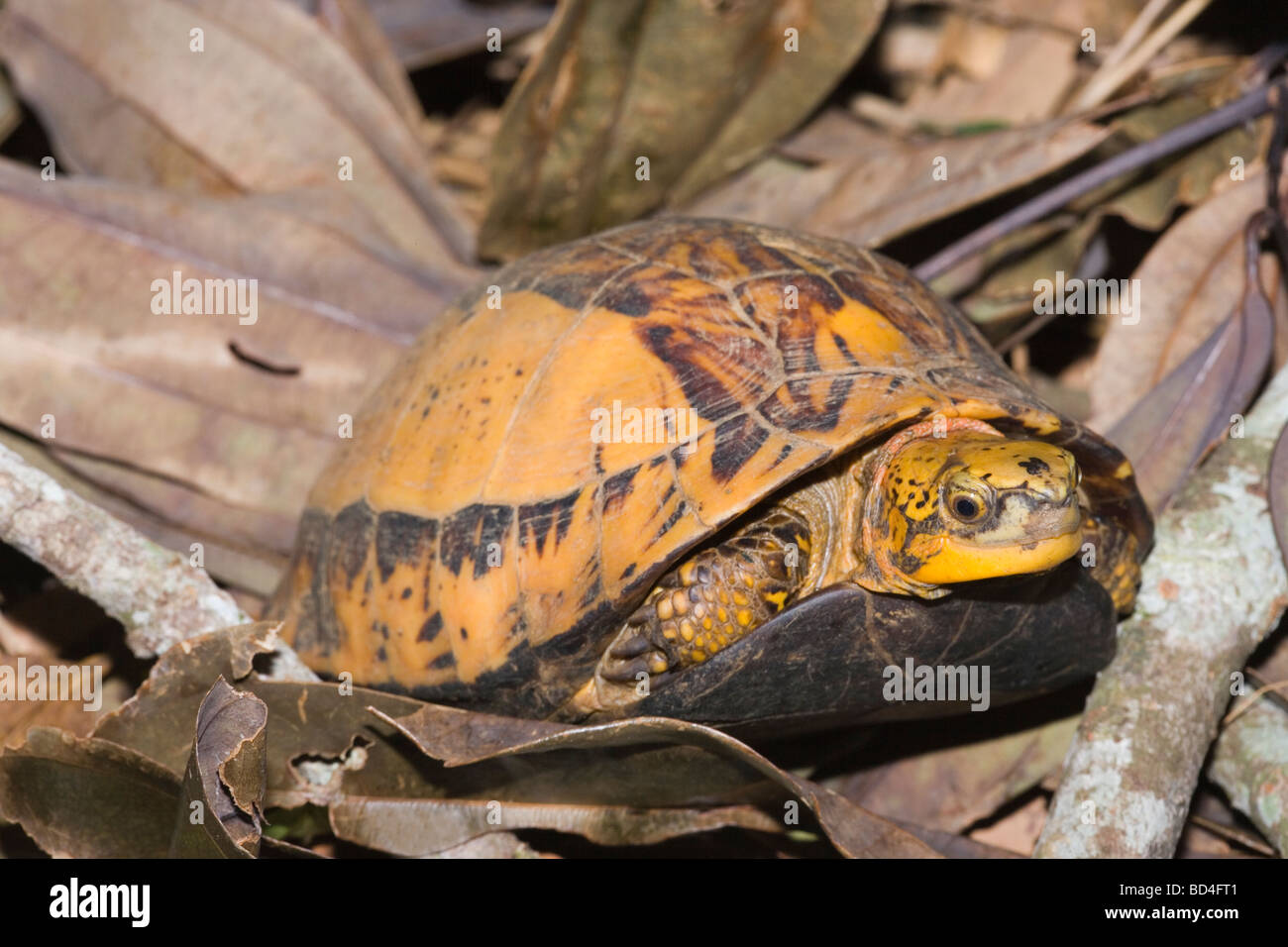 Along dorsal and costal scutes hi-res stock photography and images - Alamy