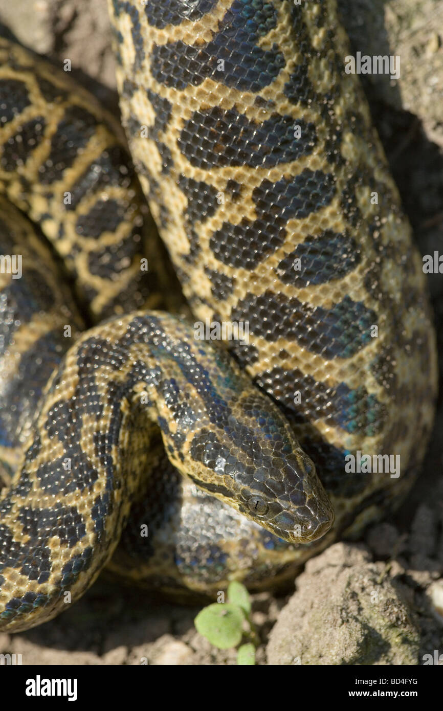 Yellow anaconda constricting hi-res stock photography and images - Alamy
