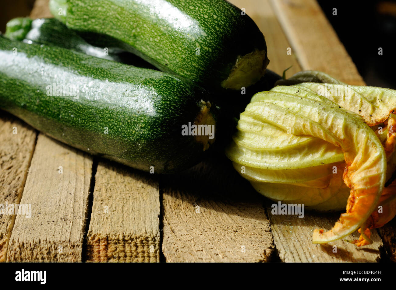 Courgette growing hi-res stock photography and images - Alamy
