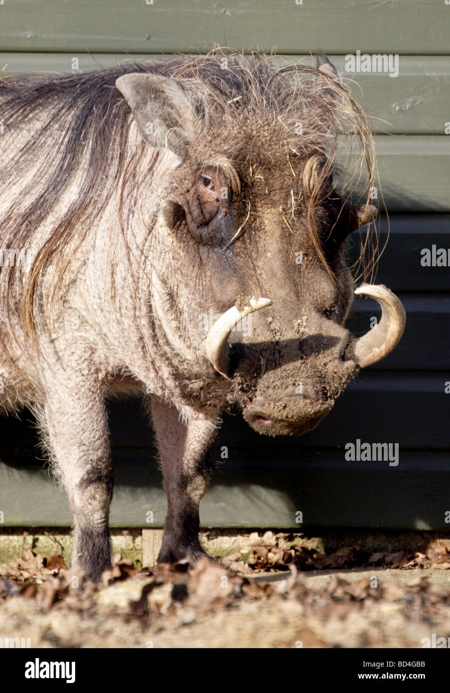 Wart hog wild animal hi-res stock photography and images - Alamy