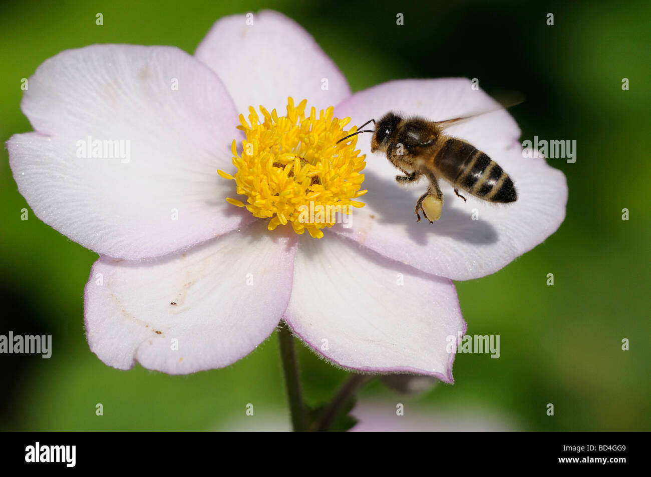 Honey Bee arriving at flower Stock Photo - Alamy