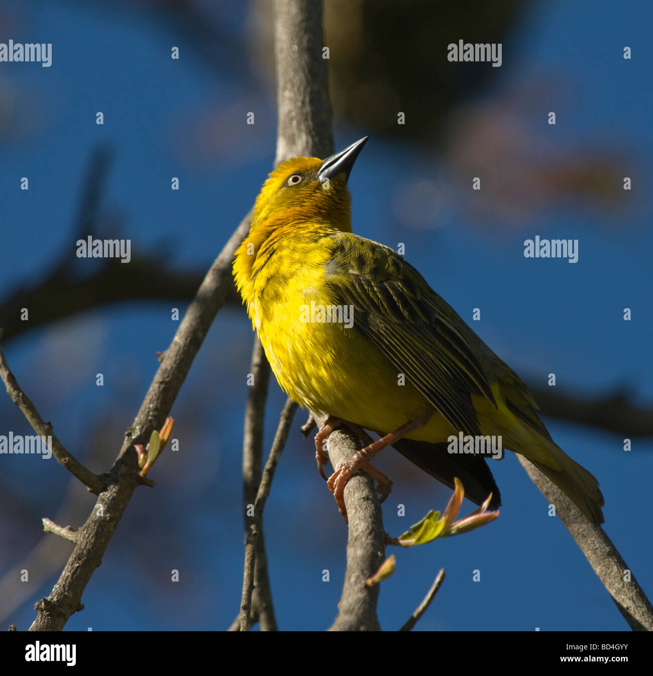 Male weaver bird hi-res stock photography and images - Alamy