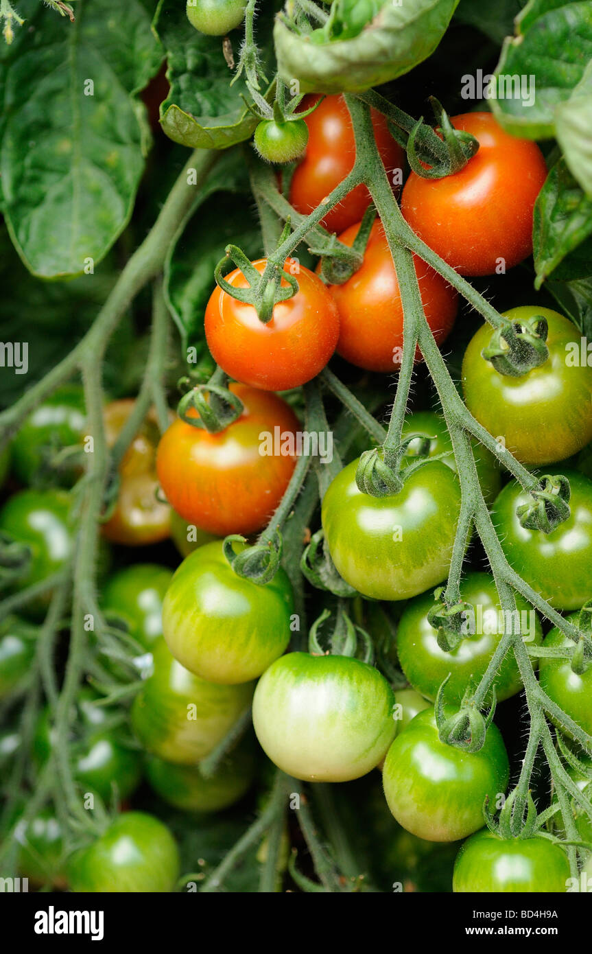 Tomatoes ripening on the vine hi-res stock photography and images - Alamy